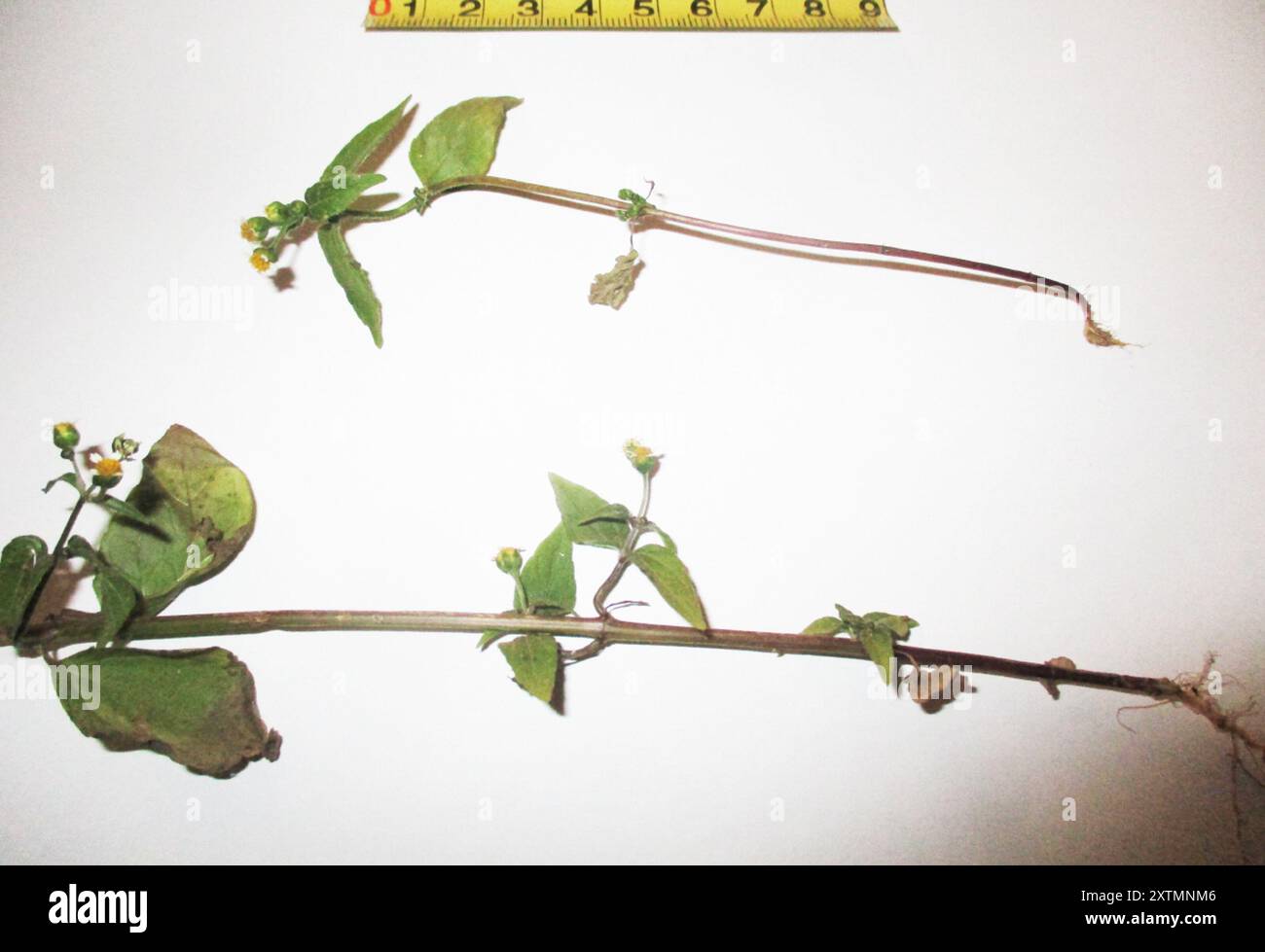 Gallant Soldier (Galinsoga parviflora) Plantae Stock Photo - Alamy