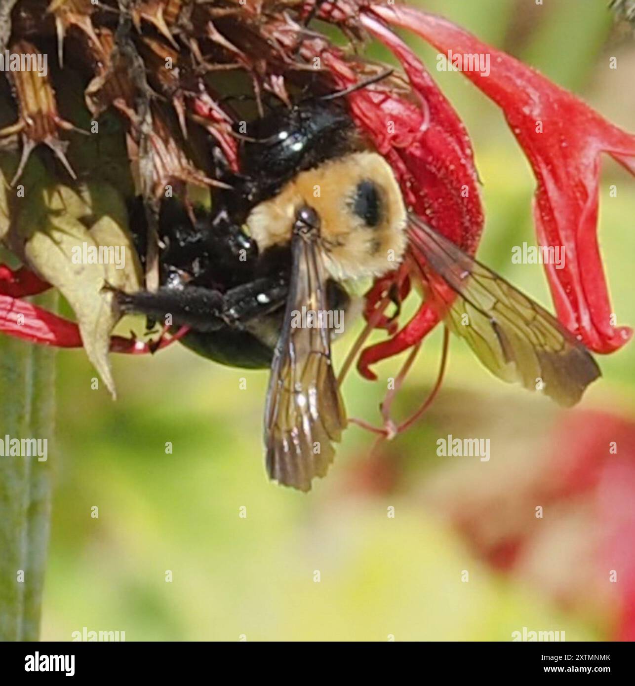 Eastern Carpenter Bee (Xylocopa virginica) Insecta Stock Photo - Alamy