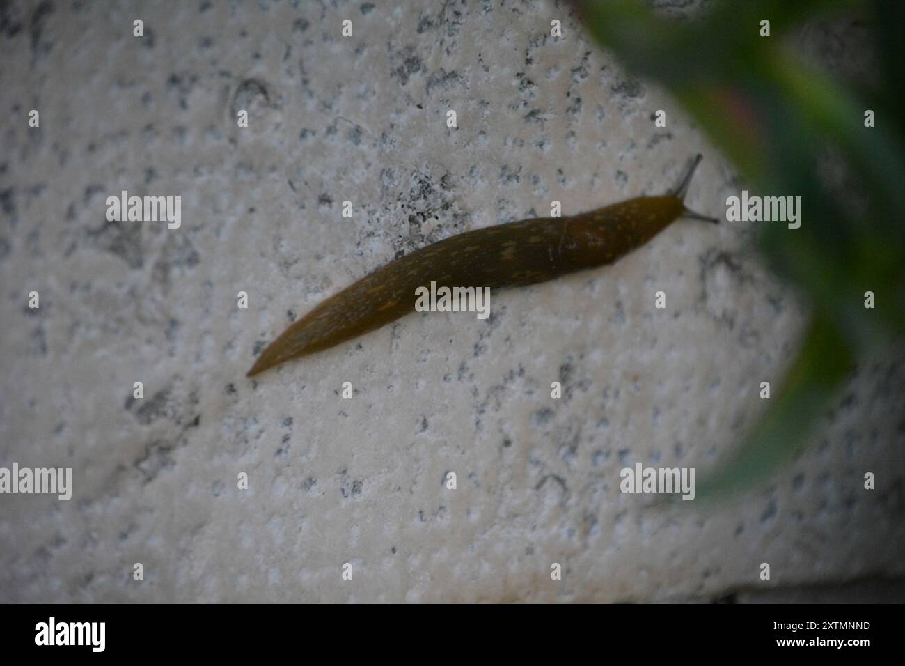 Yellow Cellar Slug (Limacus flavus) Mollusca Stock Photo - Alamy