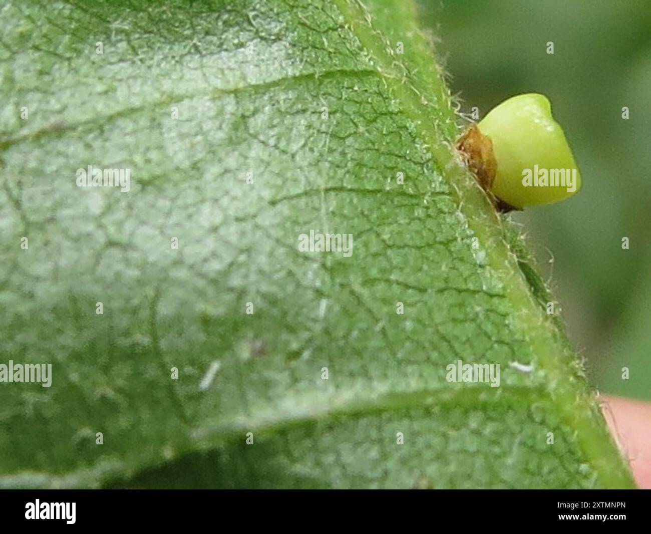 (Kokkocynips rileyi) Insecta Stock Photo - Alamy