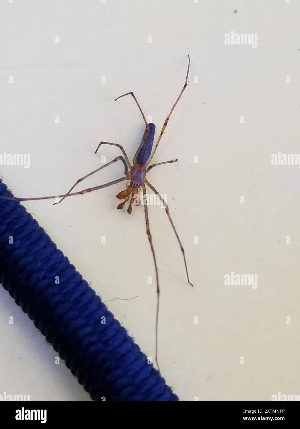 Stretch Spiders (Tetragnatha) Arachnida Stock Photo - Alamy