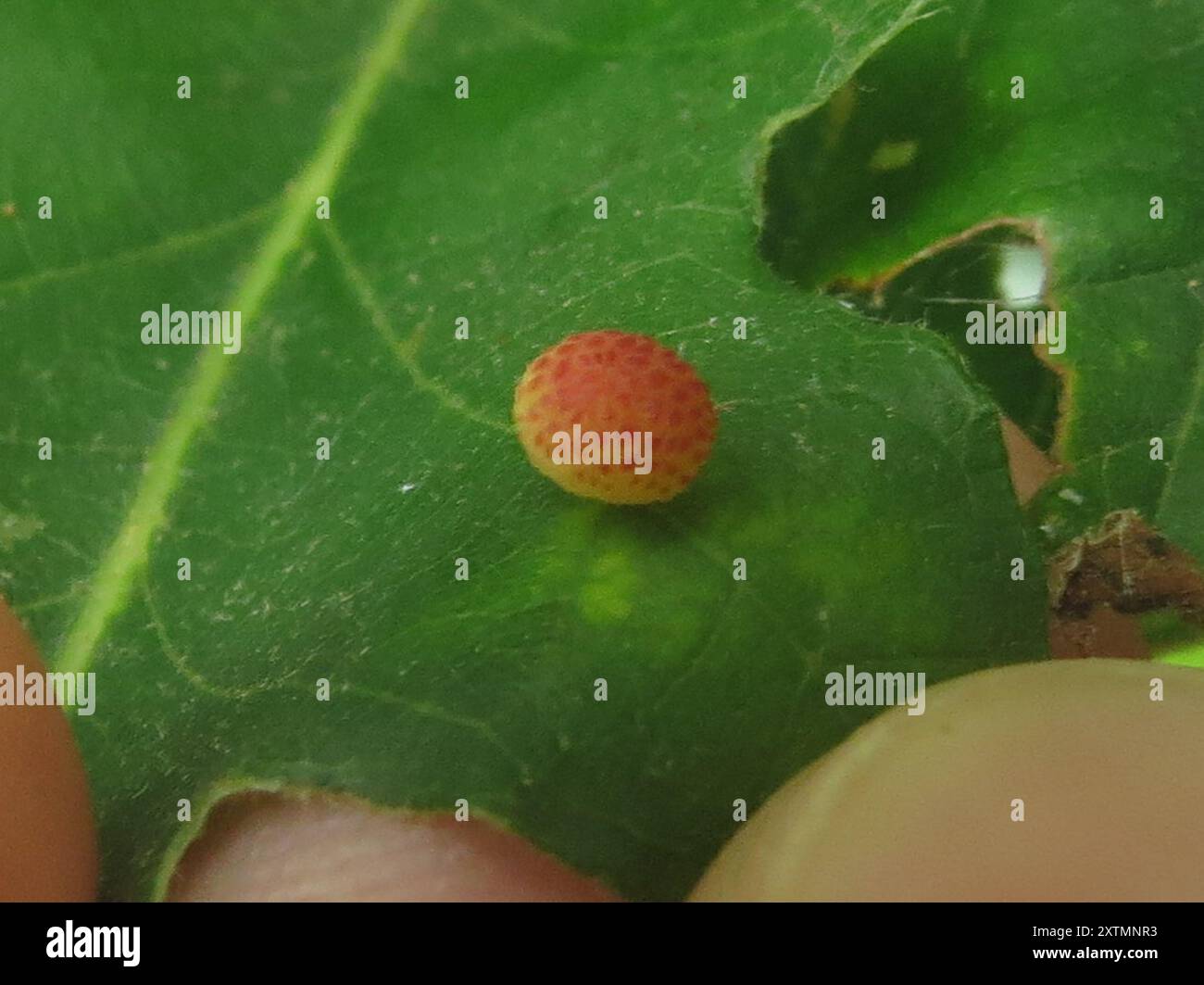 Jewel Oak Gall Wasp (Acraspis quercushirta) Insecta Stock Photo - Alamy