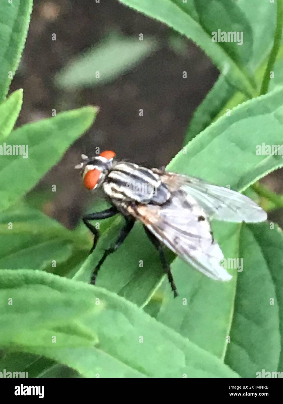Common Flesh Flies (Sarcophaga) Insecta Stock Photo - Alamy