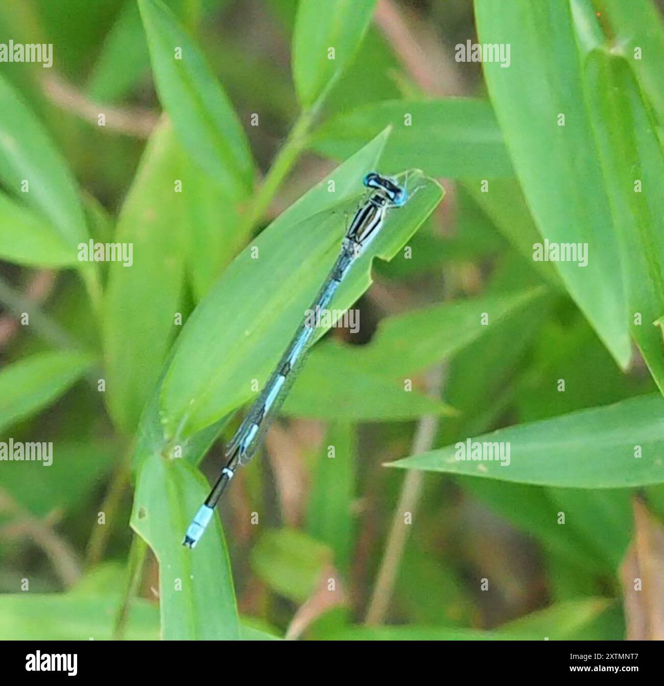 Big Bluet (Enallagma durum) Insecta Stock Photo - Alamy