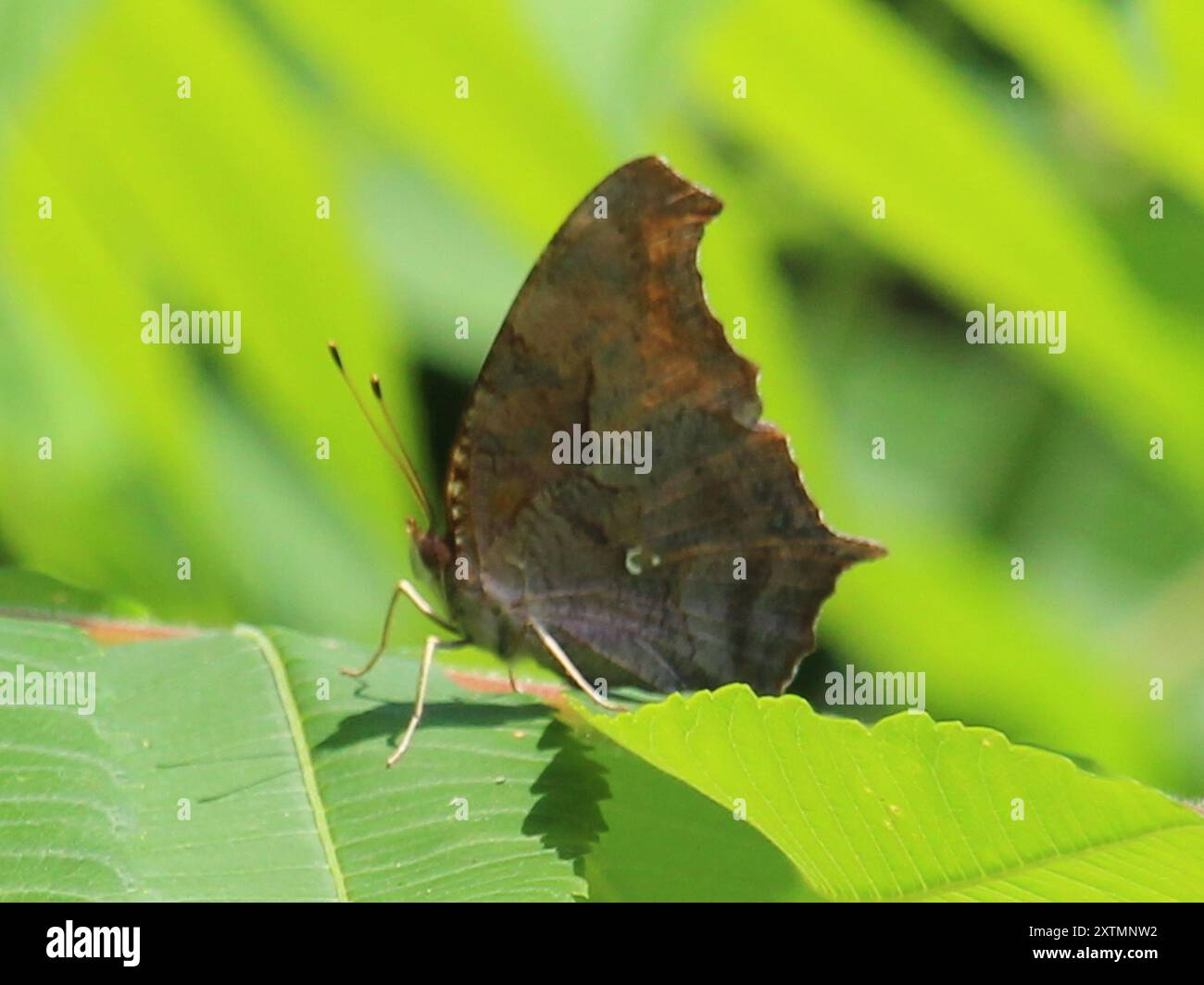 Question Mark (Polygonia interrogationis) Insecta Stock Photo - Alamy