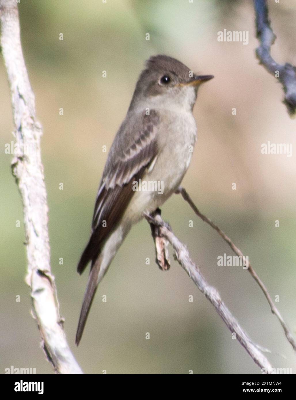 Western Wood-Pewee (Contopus sordidulus) Aves Stock Photo - Alamy