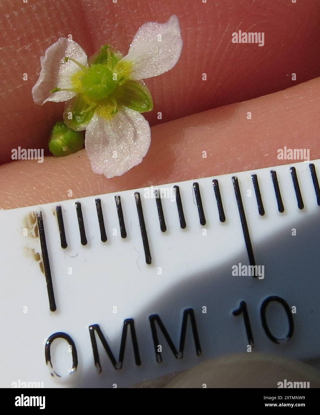 northern water-plantain (Alisma triviale) Plantae Stock Photo - Alamy