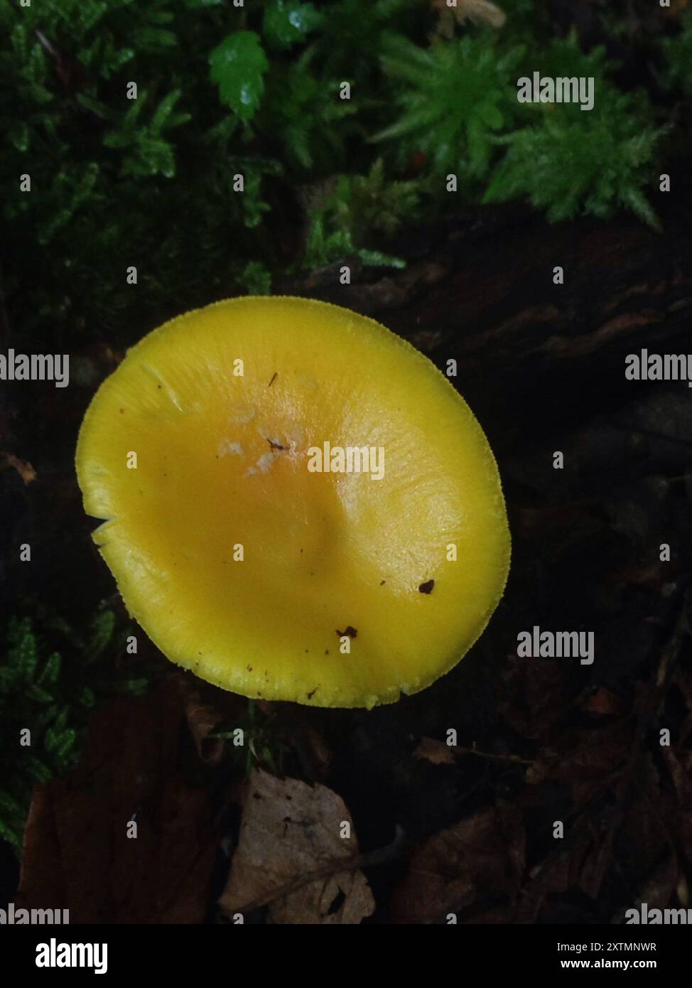 Yellow Patches (Amanita flavoconia) Fungi Stock Photo - Alamy