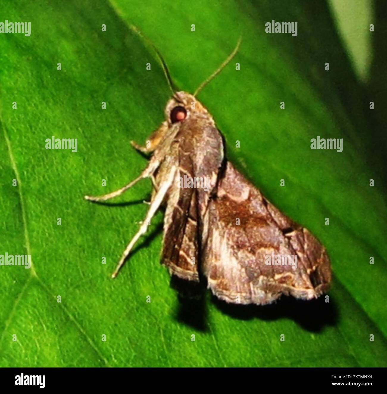 Faint-spotted Palthis Moth (Palthis asopialis) Insecta Stock Photo - Alamy