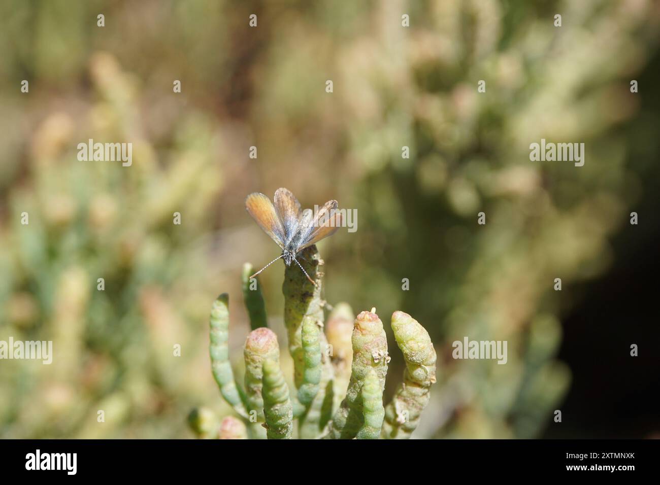 Western Pygmy-Blue (Brephidium exilis) Insecta Stock Photo - Alamy