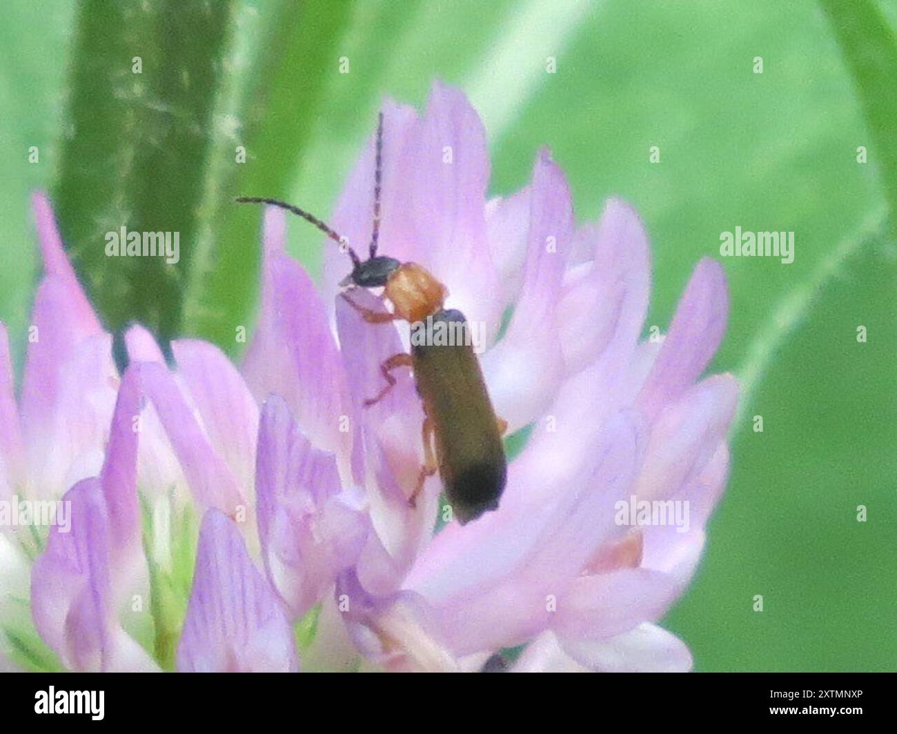 (Cratosilis laeta) Insecta Stock Photo - Alamy