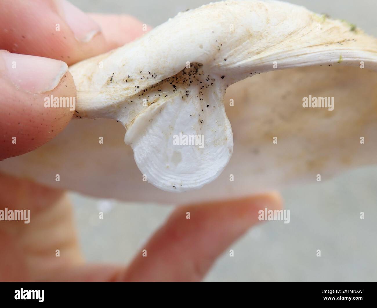 Soft-shelled Clam (Mya arenaria) Mollusca Stock Photo - Alamy