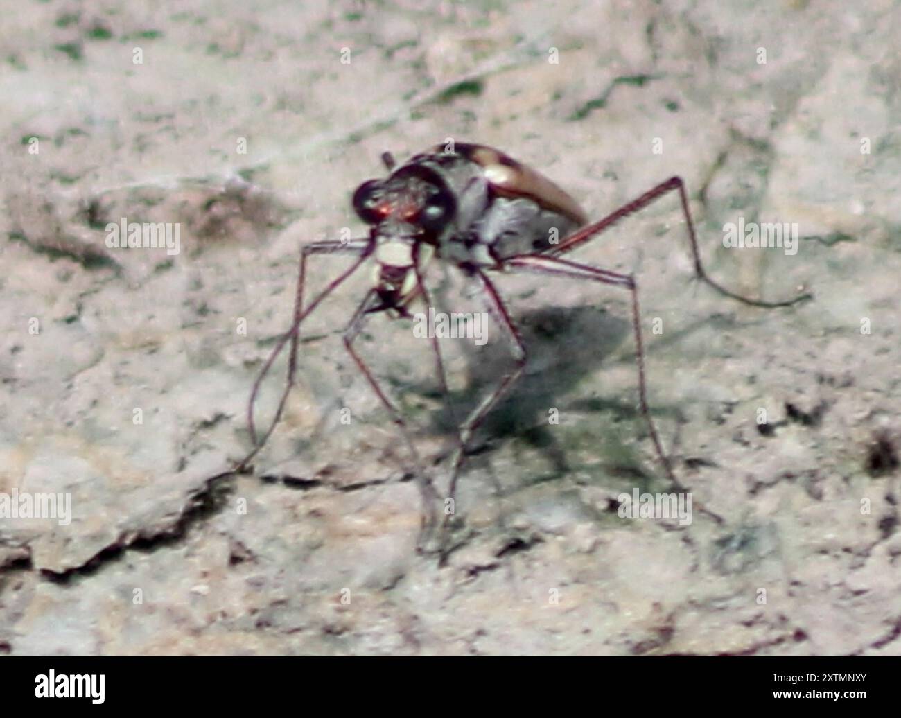 Elliptical-winged Tiger Beetles (Ellipsoptera) Insecta Stock Photo - Alamy