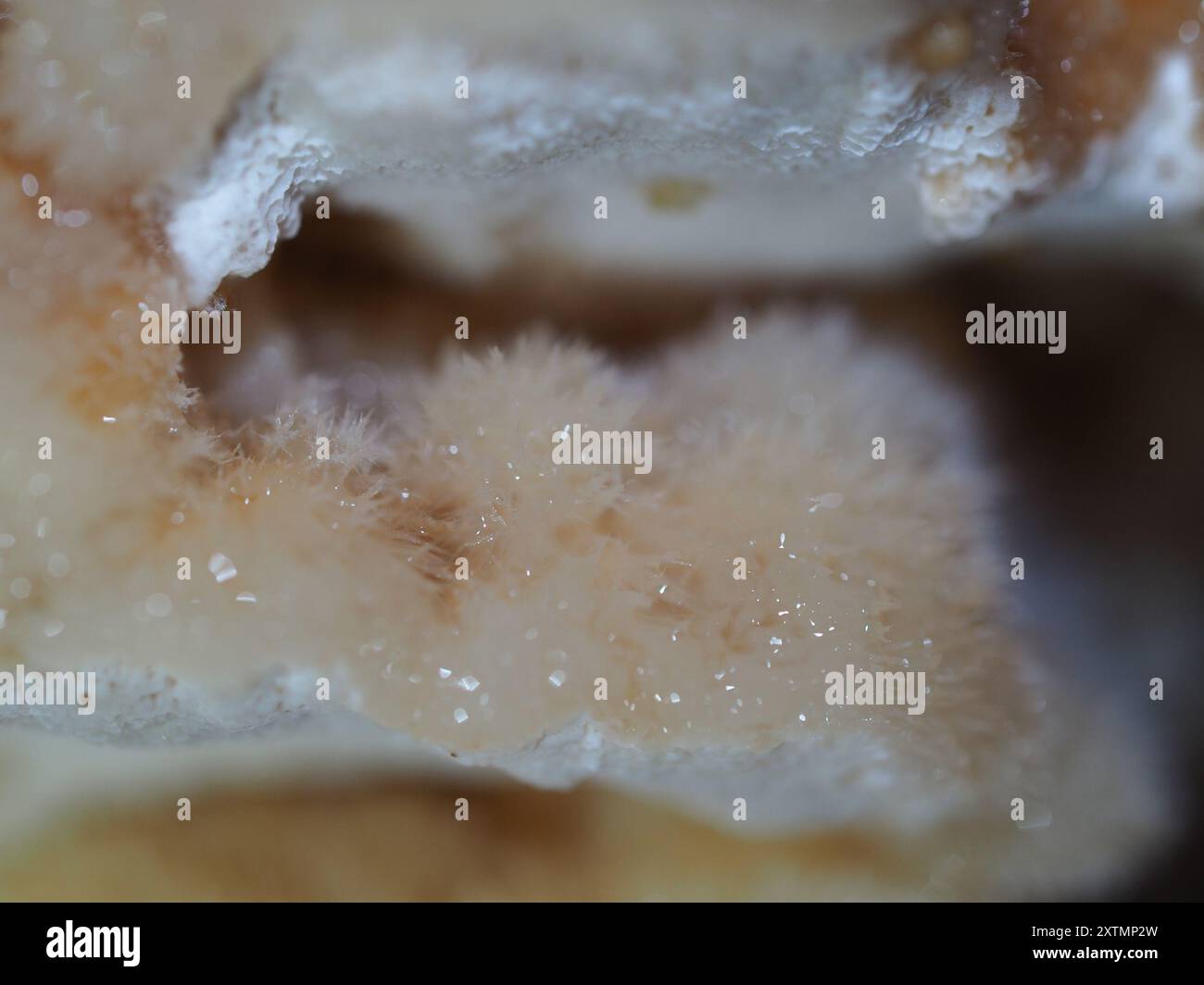 Basidiomycete Fungi (Basidiomycota) Fungi Stock Photo - Alamy