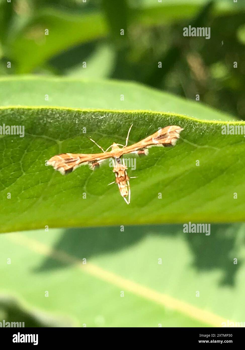 Grape Plume Moth (Geina periscelidactylus) Insecta Stock Photo - Alamy