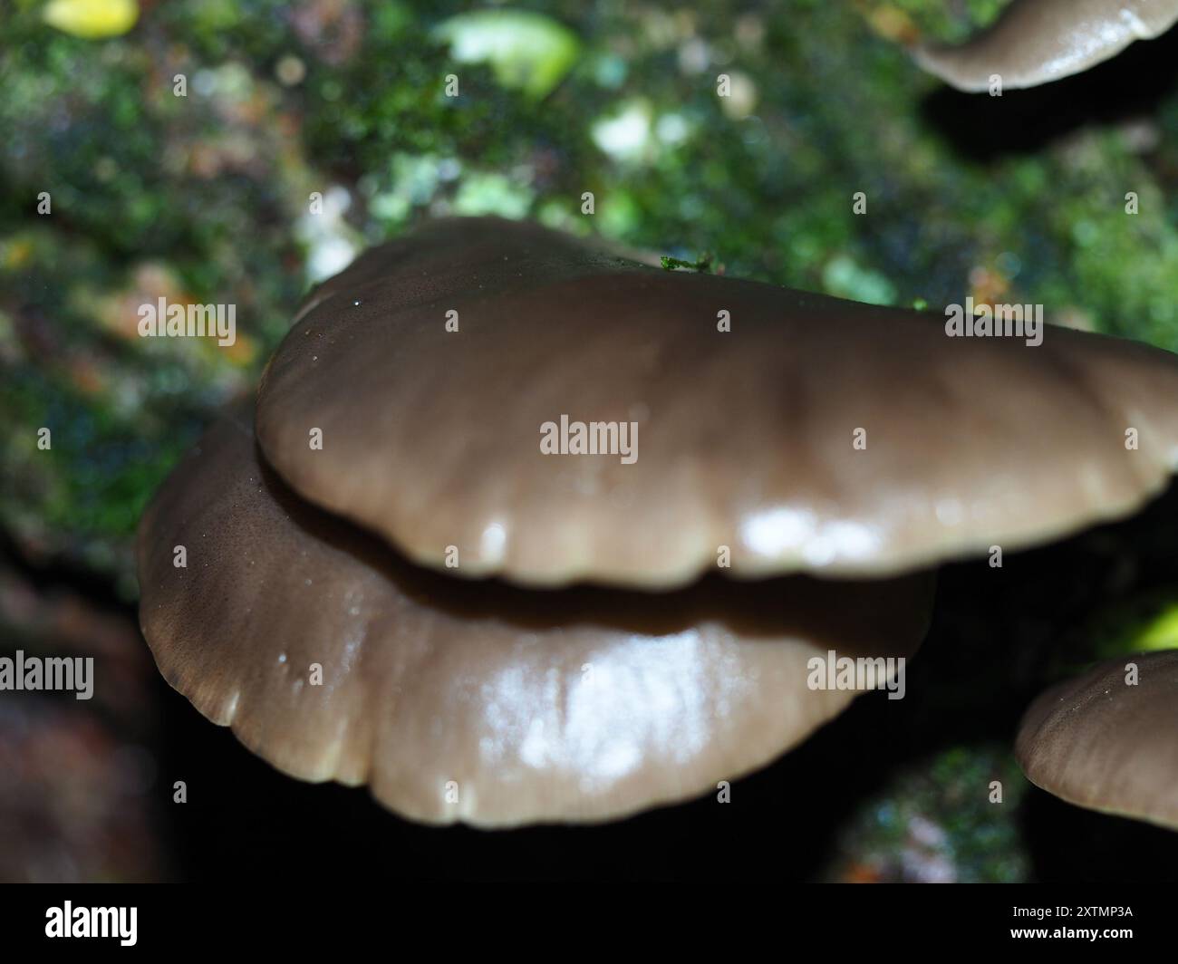 (Pleurotus purpureo-olivaceus) Fungi Stock Photo - Alamy