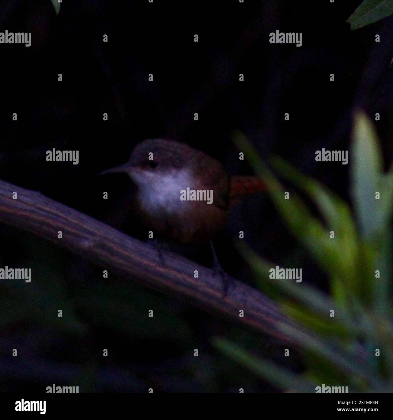Canyon Wren (Catherpes mexicanus) Aves Stock Photo - Alamy