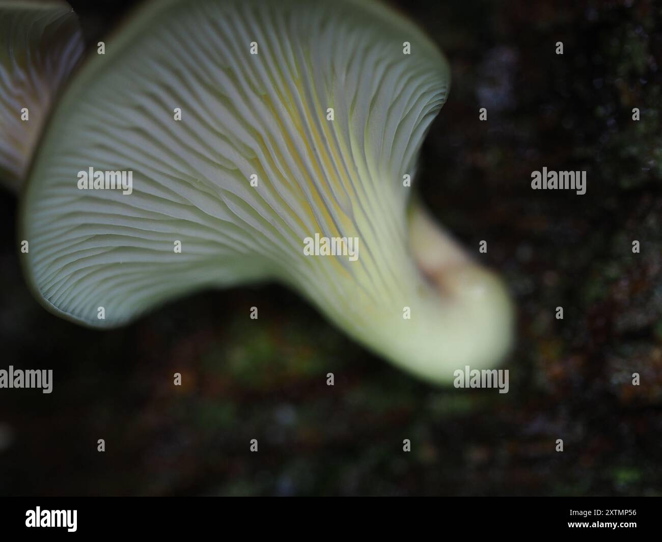 (Pleurotus purpureo-olivaceus) Fungi Stock Photo - Alamy