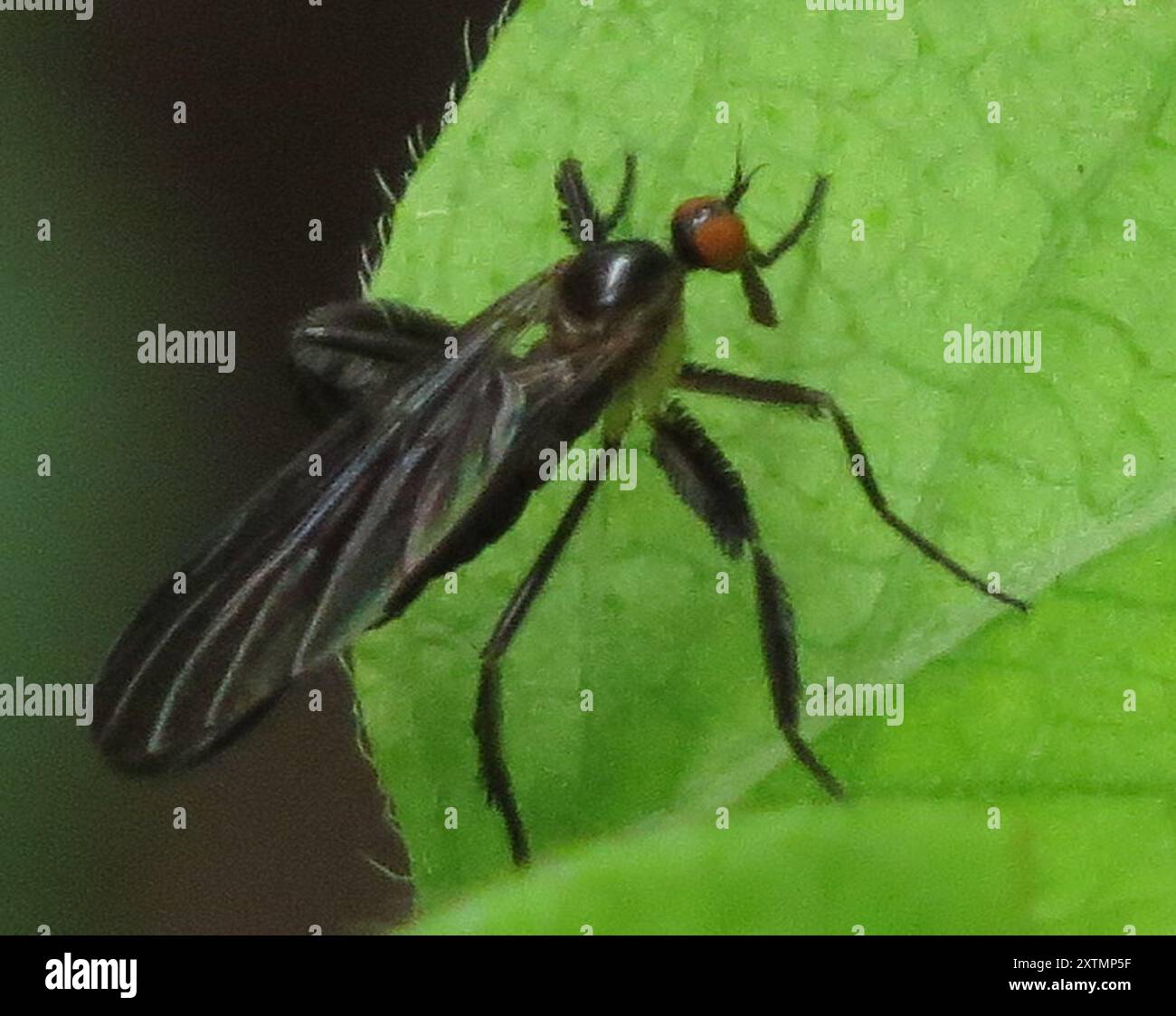Long-tailed Dance Fly (Rhamphomyia longicauda) Insecta Stock Photo - Alamy