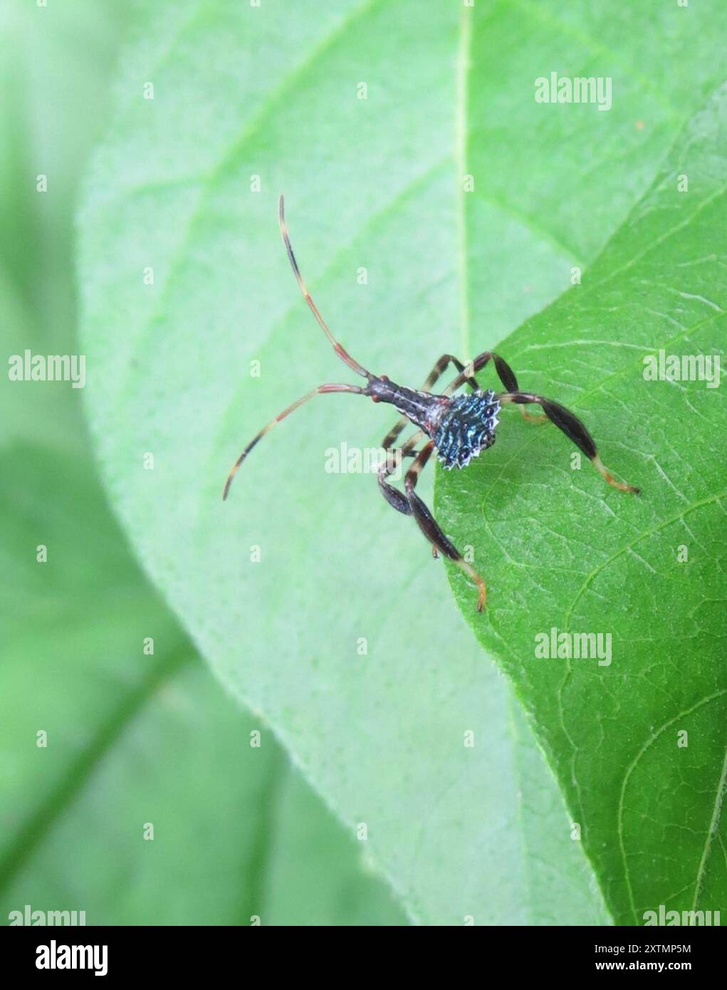 Spine-headed Bugs (Acanthocephala) Insecta Stock Photo - Alamy