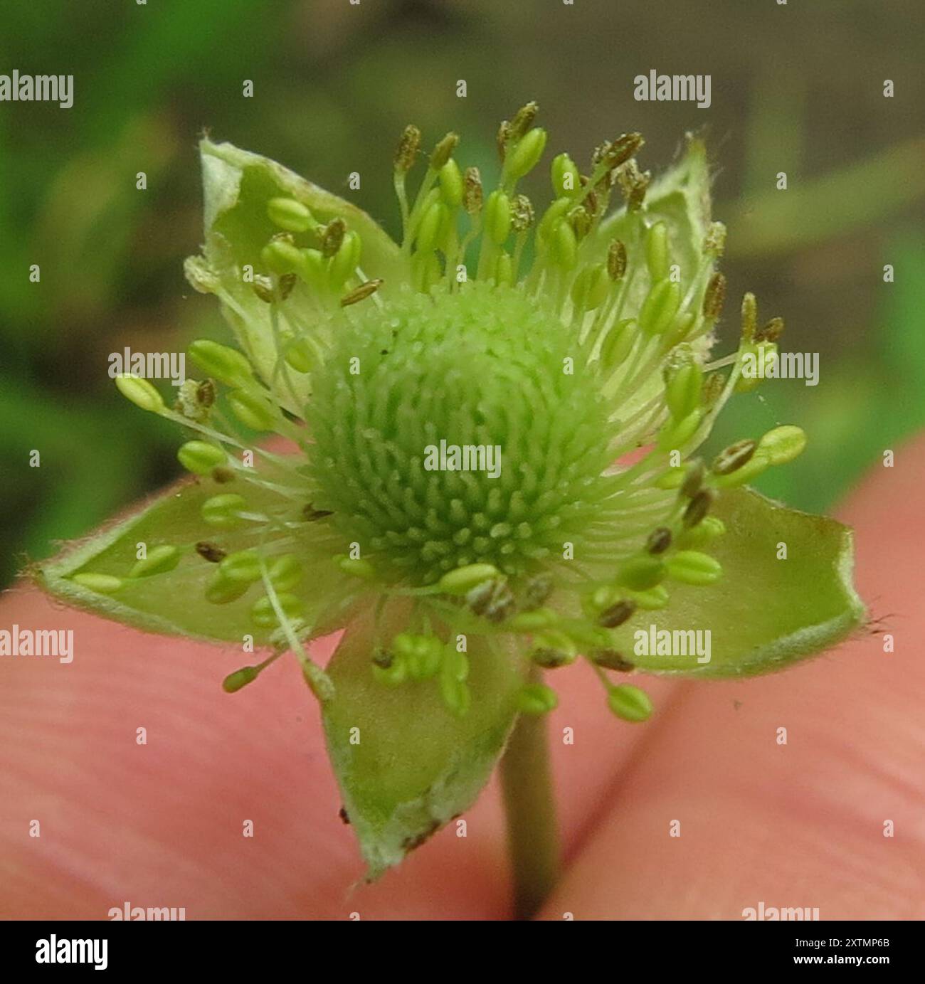 tall thimbleweed (Anemone virginiana) Plantae Stock Photo - Alamy