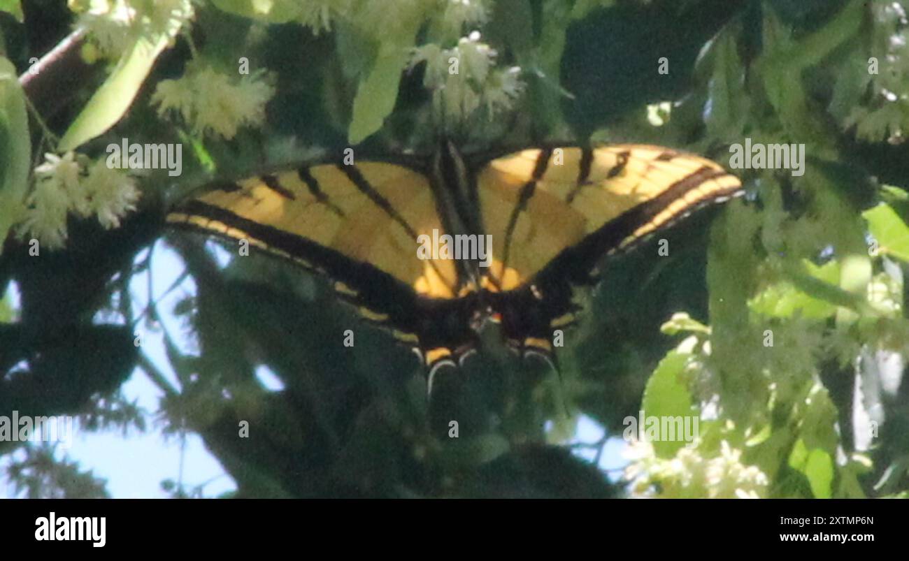 Two-tailed Swallowtail (Papilio multicaudata) Insecta Stock Photo - Alamy