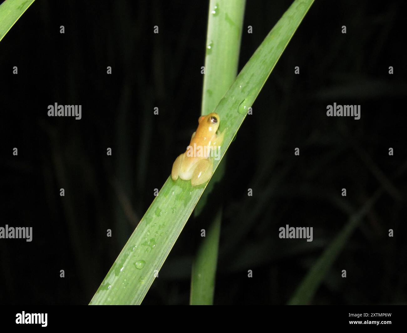 Delicate Spiny Reed Frog (Afrixalus delicatus) Amphibia Stock Photo - Alamy
