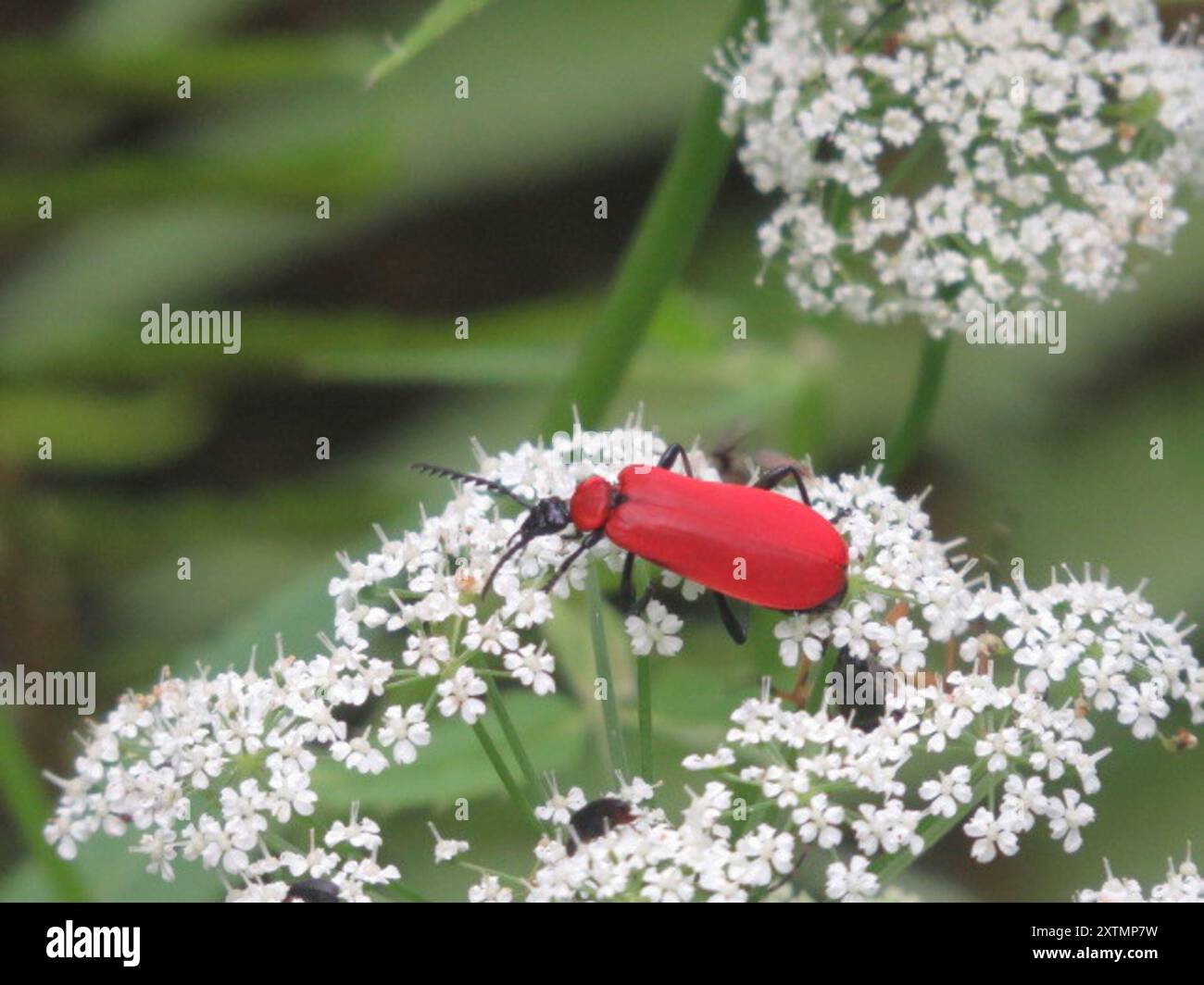 Black-headed Cardinal Beetle (Pyrochroa coccinea) Insecta Stock Photo ...