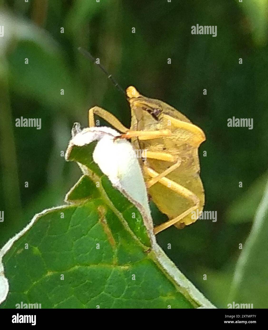 northern fruit bug (Carpocoris fuscispinus) Insecta Stock Photo - Alamy