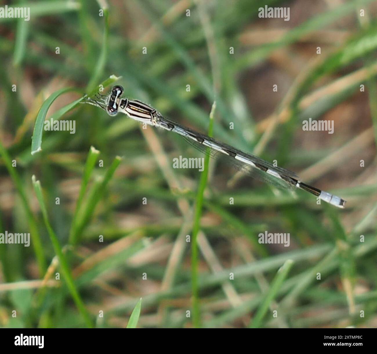 Big Bluet (Enallagma durum) Insecta Stock Photo - Alamy