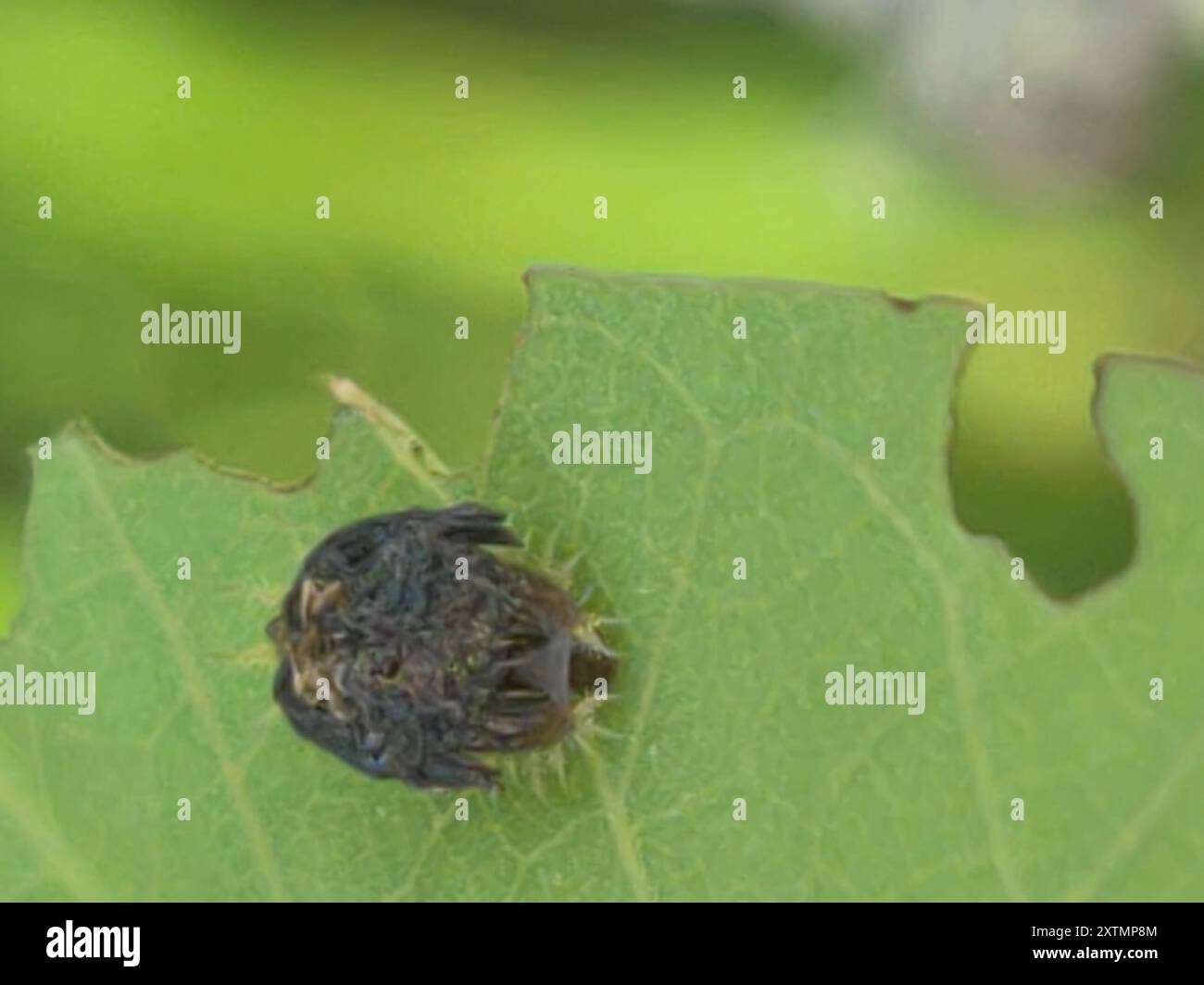Golden Tortoise Beetle (Charidotella sexpunctata) Insecta Stock Photo ...