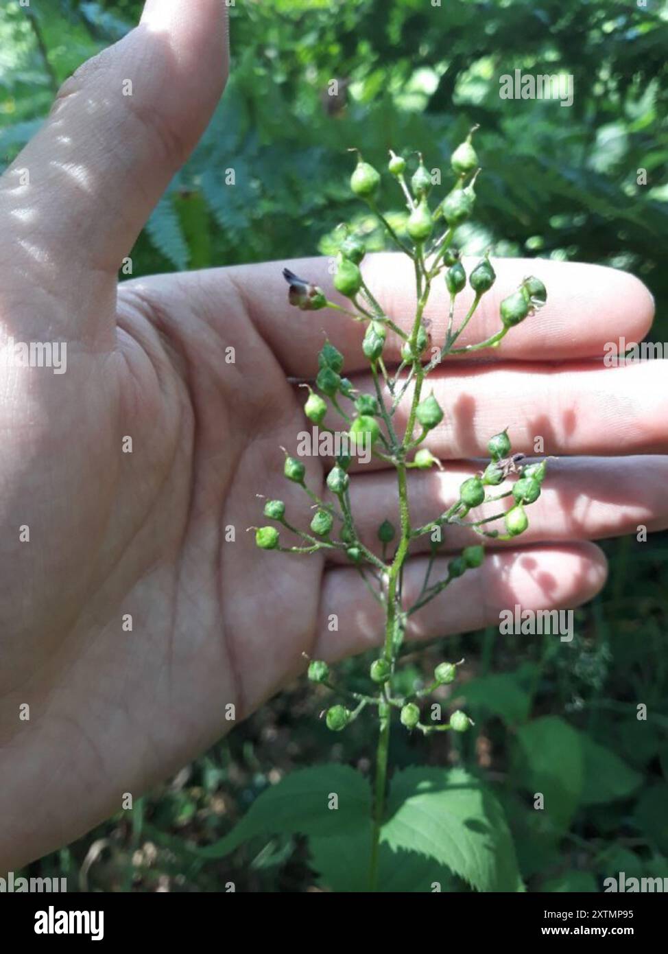 Common Figwort (Scrophularia nodosa) Plantae Stock Photo - Alamy