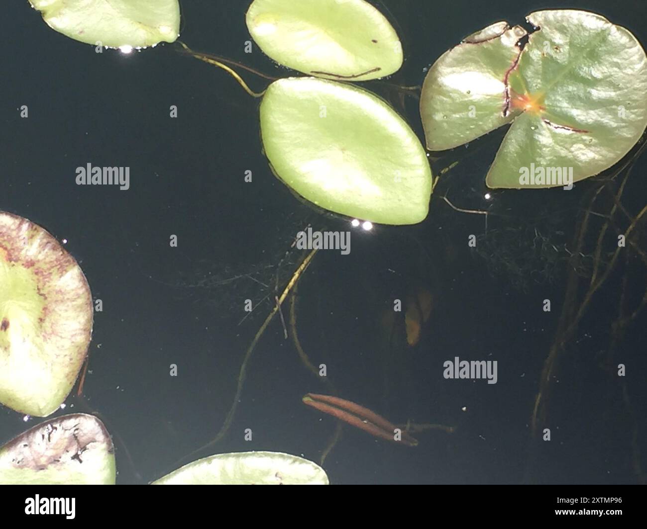 swollen bladderwort (Utricularia inflata) Plantae Stock Photo - Alamy