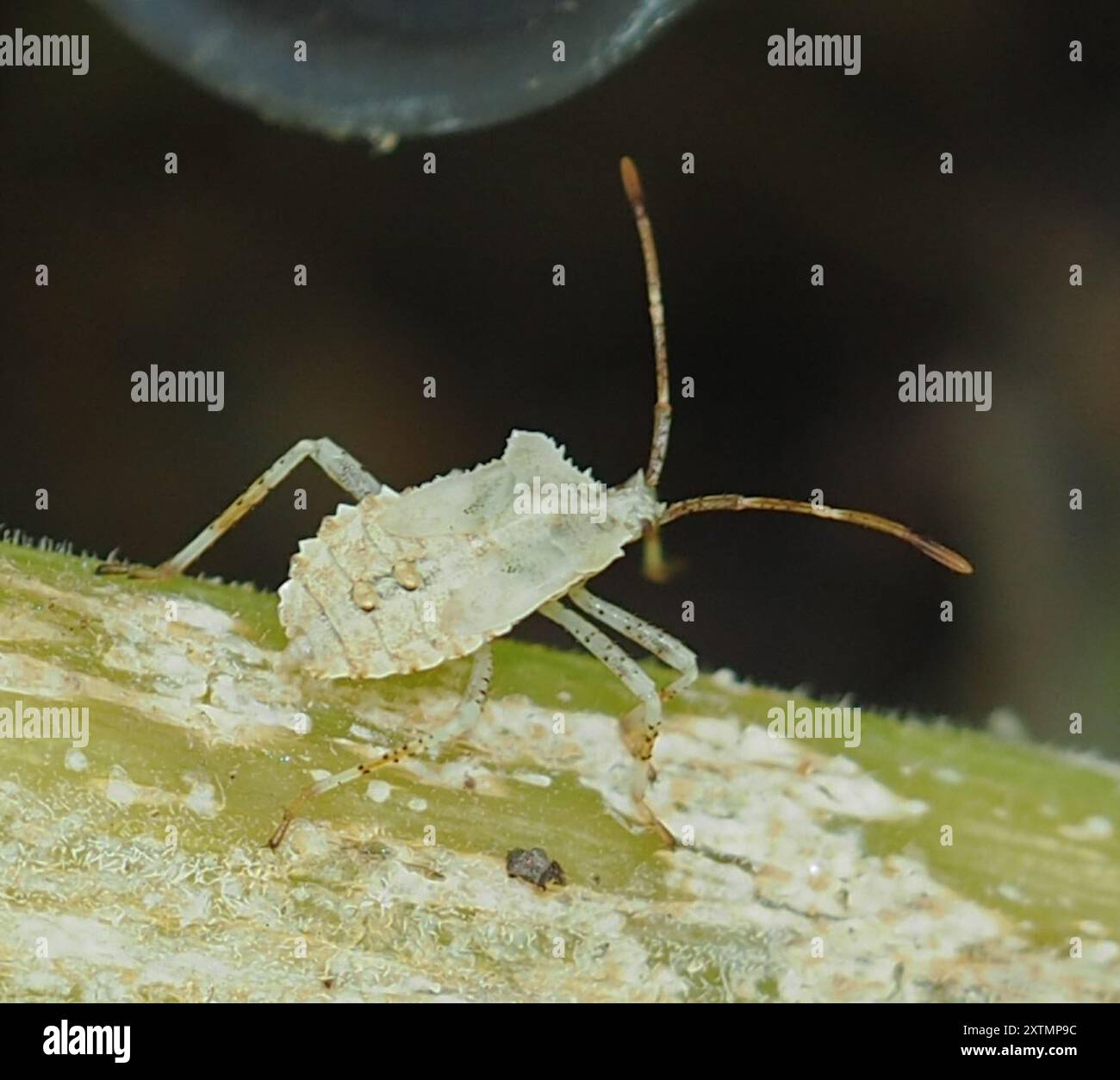 Horned Squash Bug (Anasa armigera) Insecta Stock Photo - Alamy