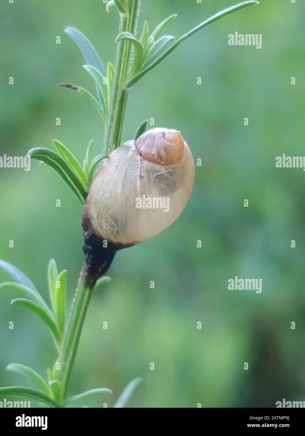 Amber Snails (Succineidae) Mollusca Stock Photo - Alamy
