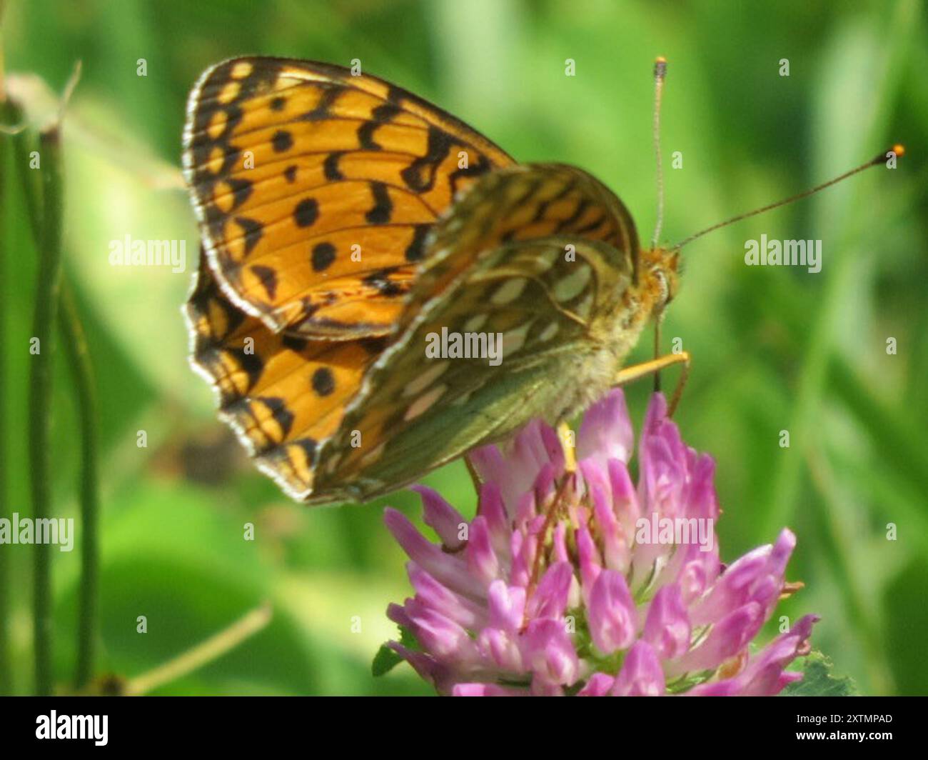 Dark Green Fritillary (Argynnis aglaja) Insecta Stock Photo - Alamy