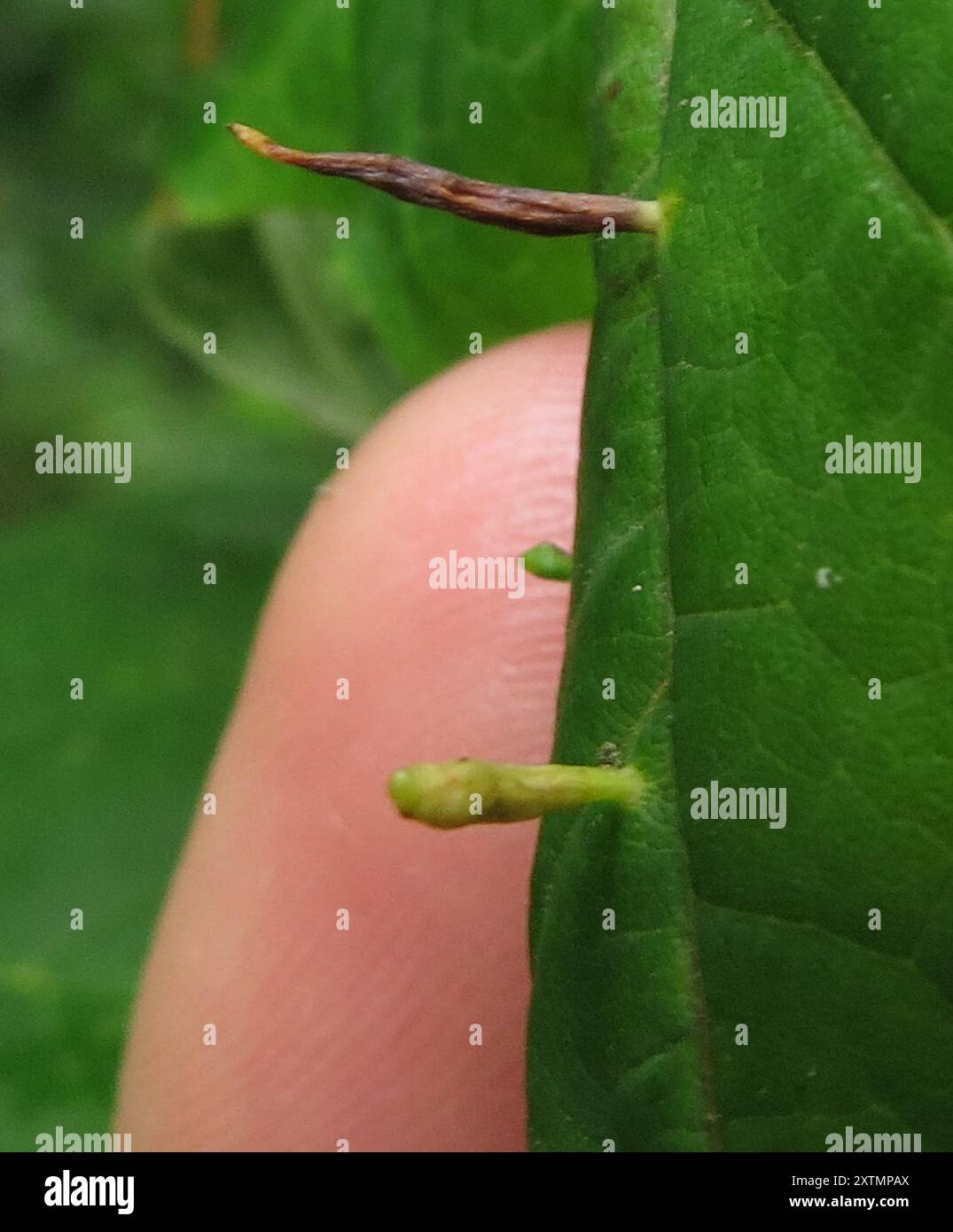 Maple Spindle Gall Mite (Vasates aceriscrumena) Arachnida Stock Photo ...
