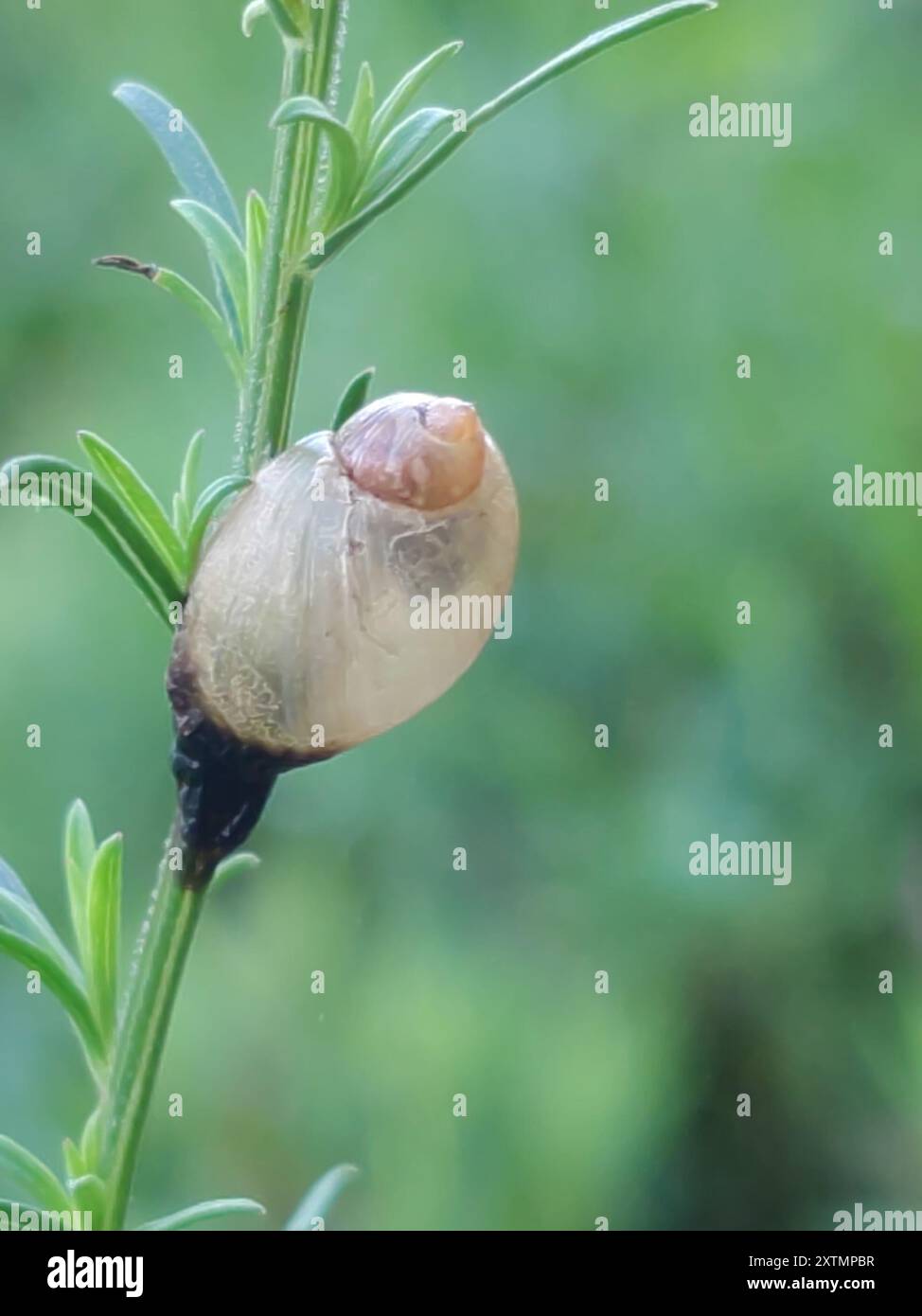 Amber Snails (Succineidae) Mollusca Stock Photo - Alamy