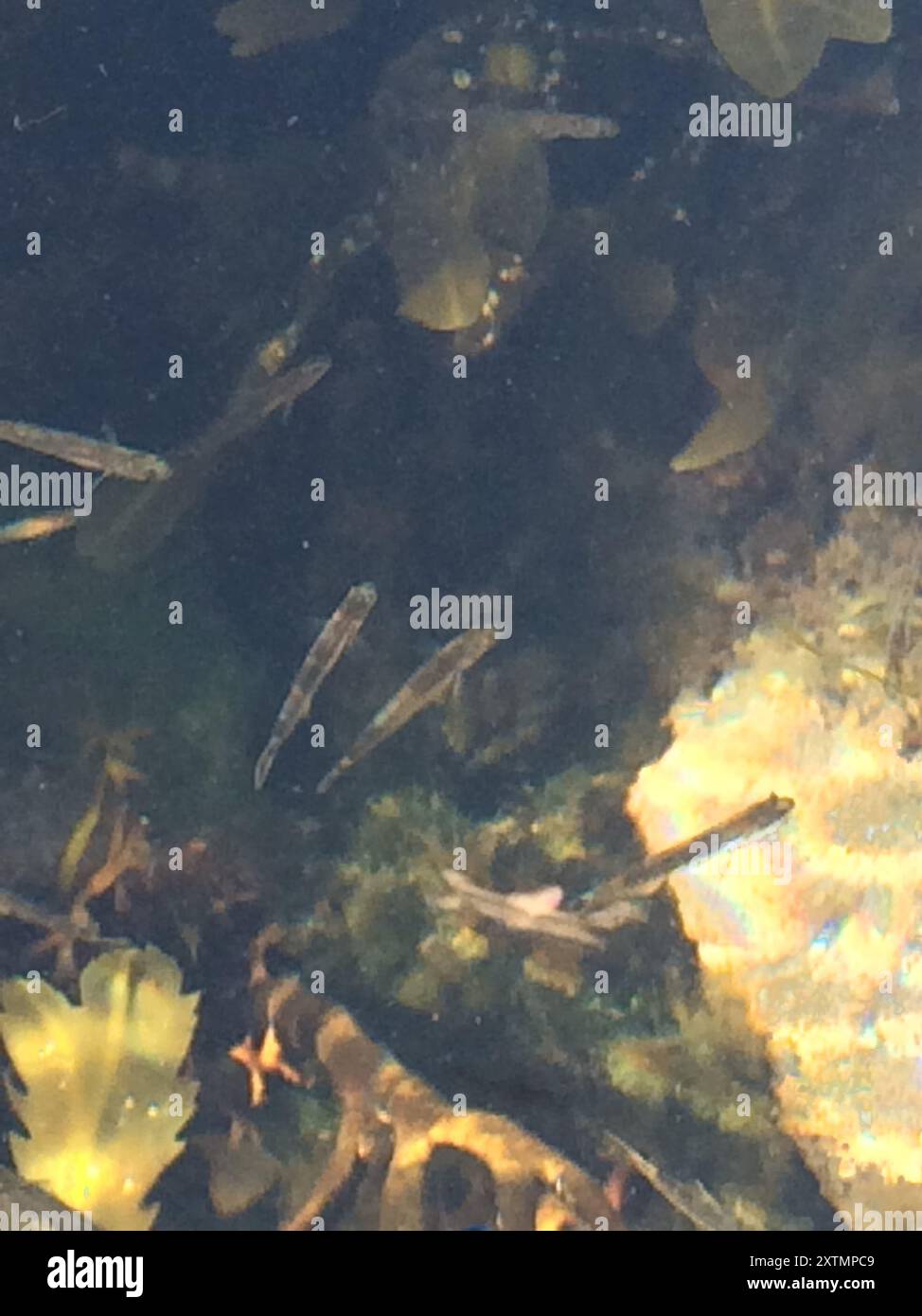 Two-spotted Goby (Pomatoschistus flavescens) Actinopterygii Stock Photo ...