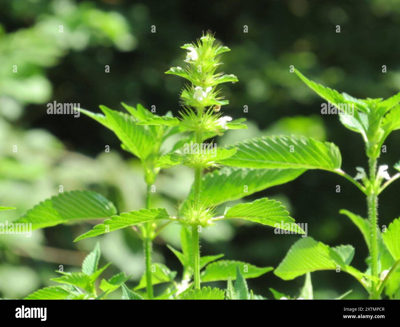 Common hemp-nettle (Galeopsis tetrahit) Plantae Stock Photo - Alamy