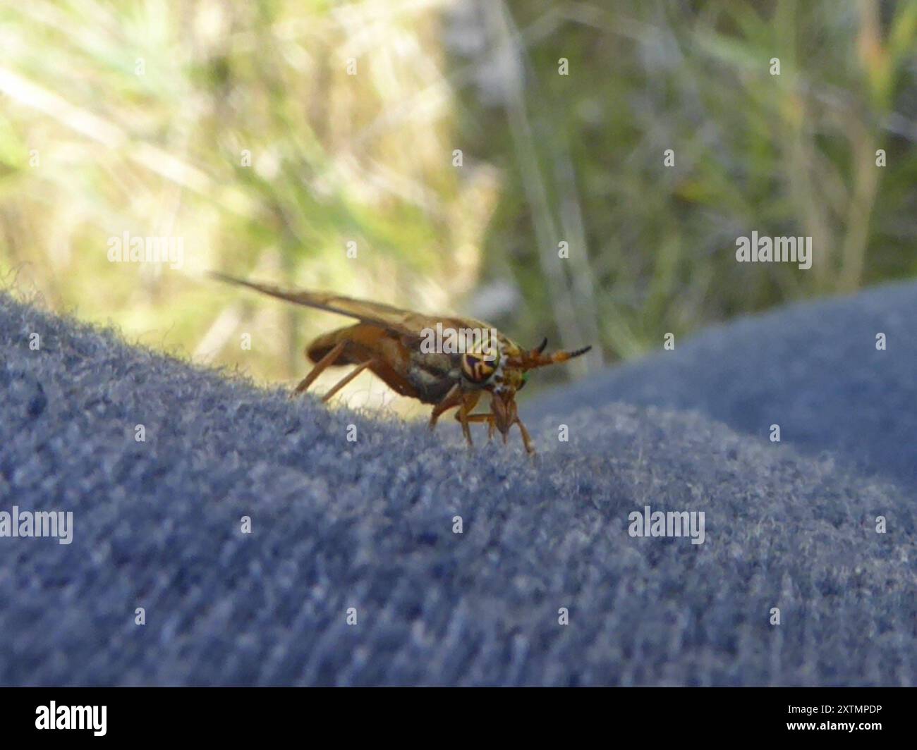Deer Flies (Chrysops) Insecta Stock Photo - Alamy