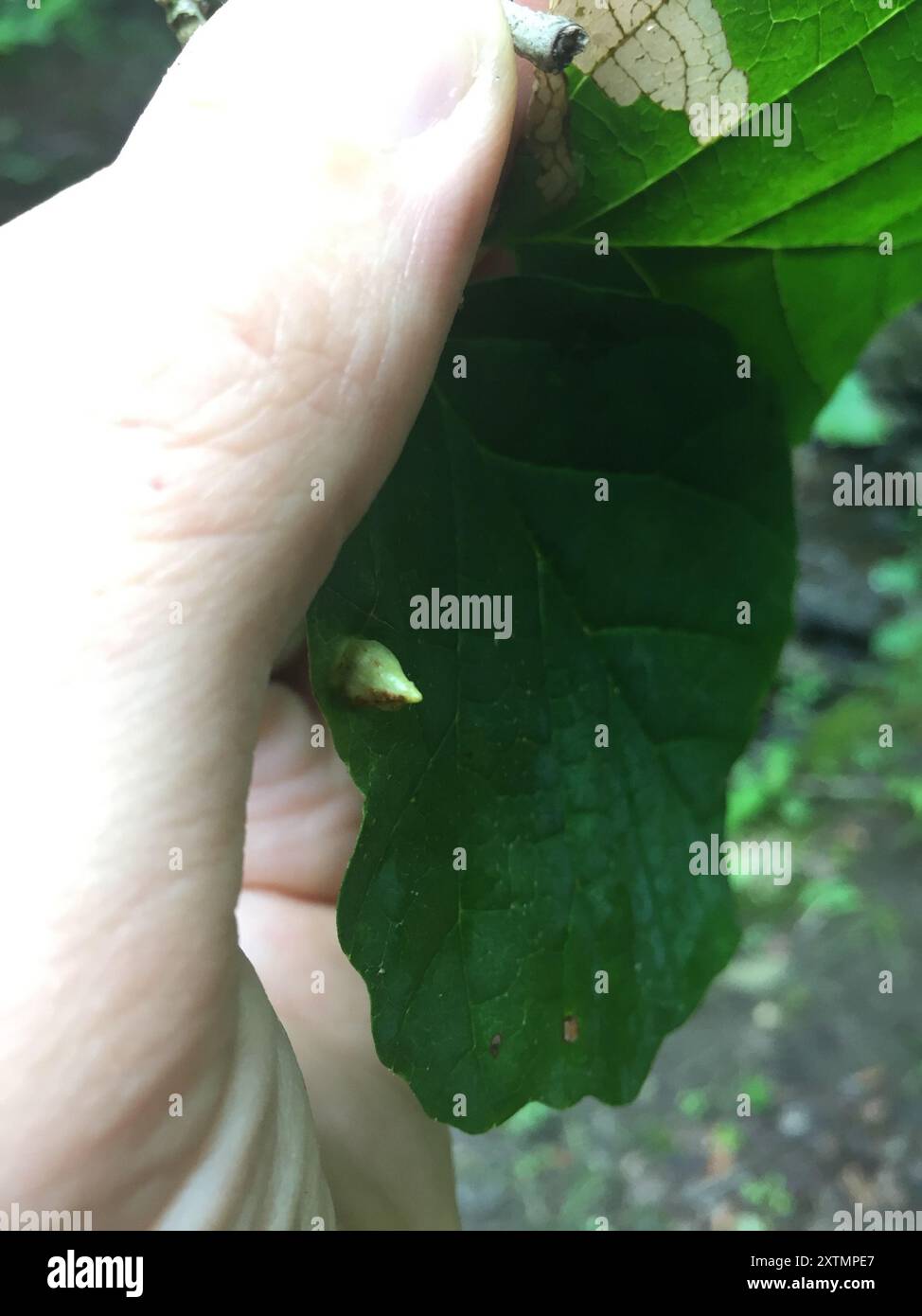 Witch-hazel Cone Gall Aphid (Hormaphis hamamelidis) Insecta Stock Photo ...