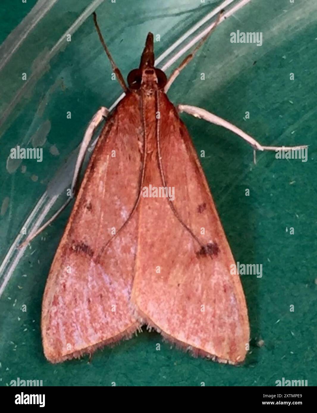 Genista Broom Moth (Uresiphita reversalis) Insecta Stock Photo - Alamy