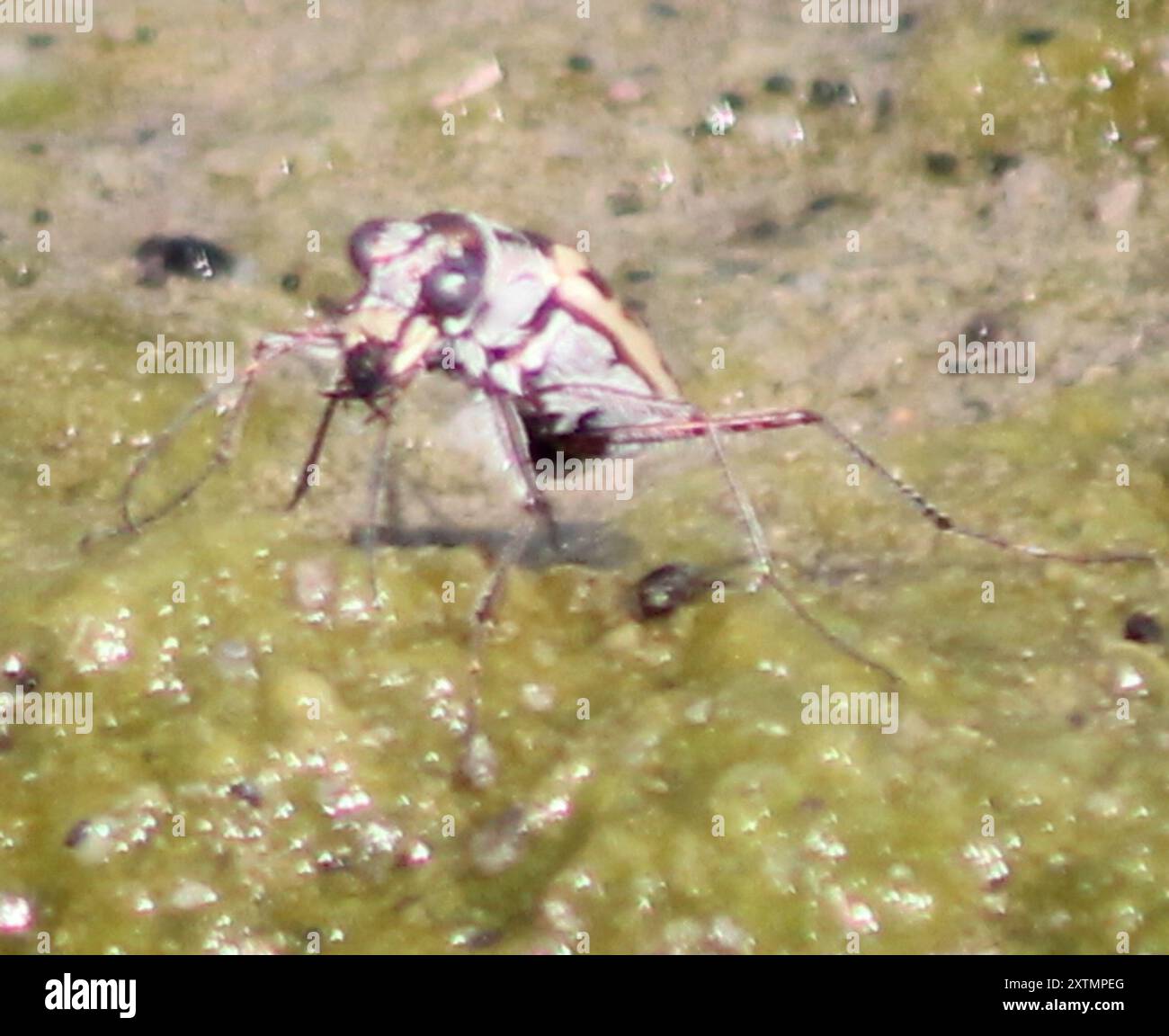 Panhandle Tiger Beetle (Ellipsoptera macra fluviatilis) Insecta Stock Photo - Alamy