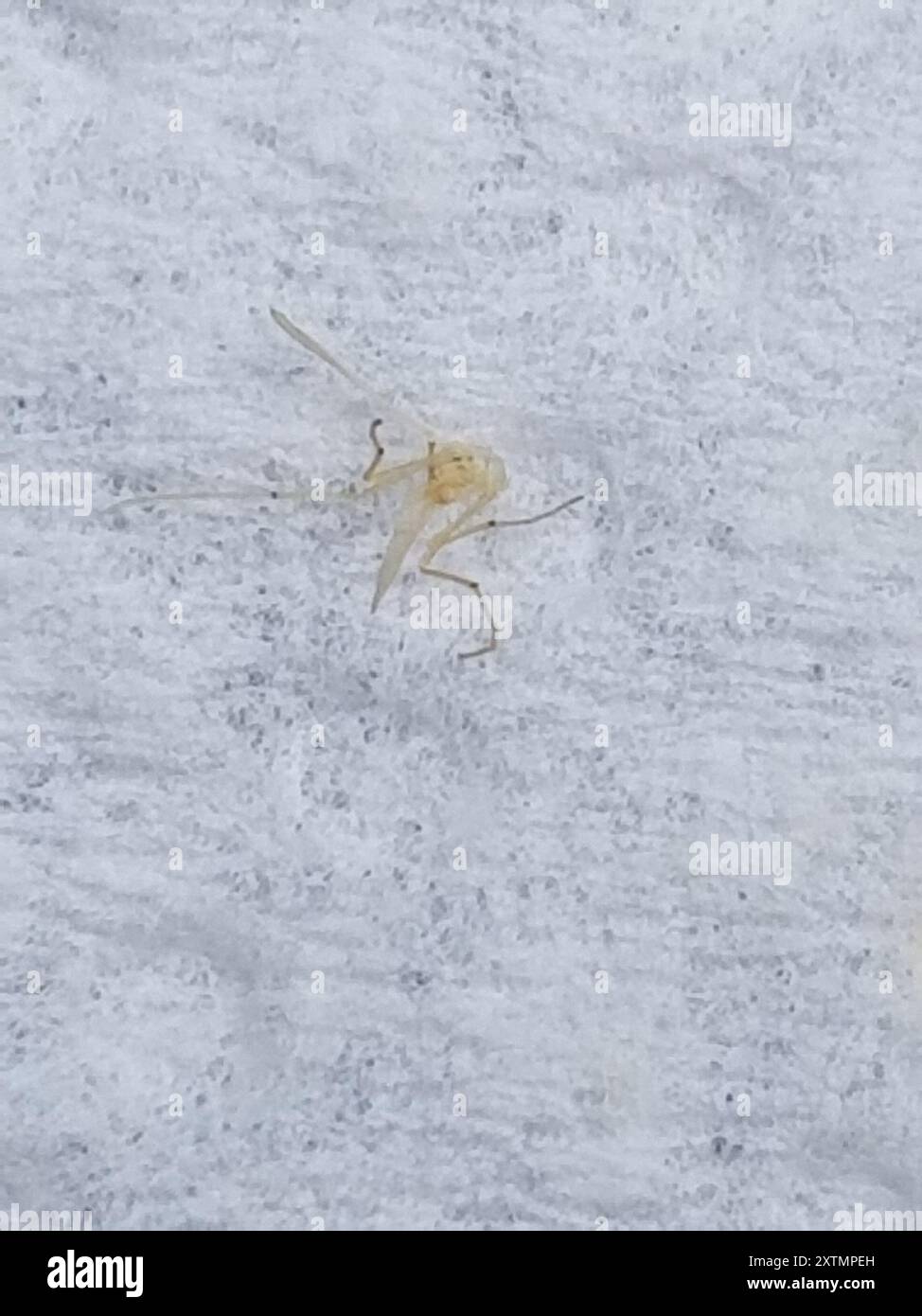 Biting Midges (Ceratopogonidae) Insecta Stock Photo - Alamy