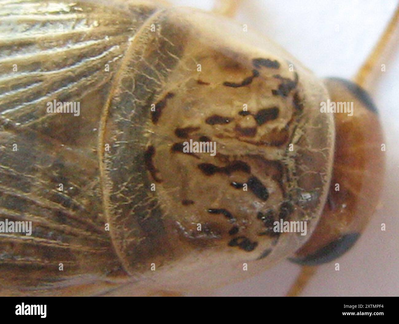 Cockroaches and Termites (Blattodea) Insecta Stock Photo - Alamy