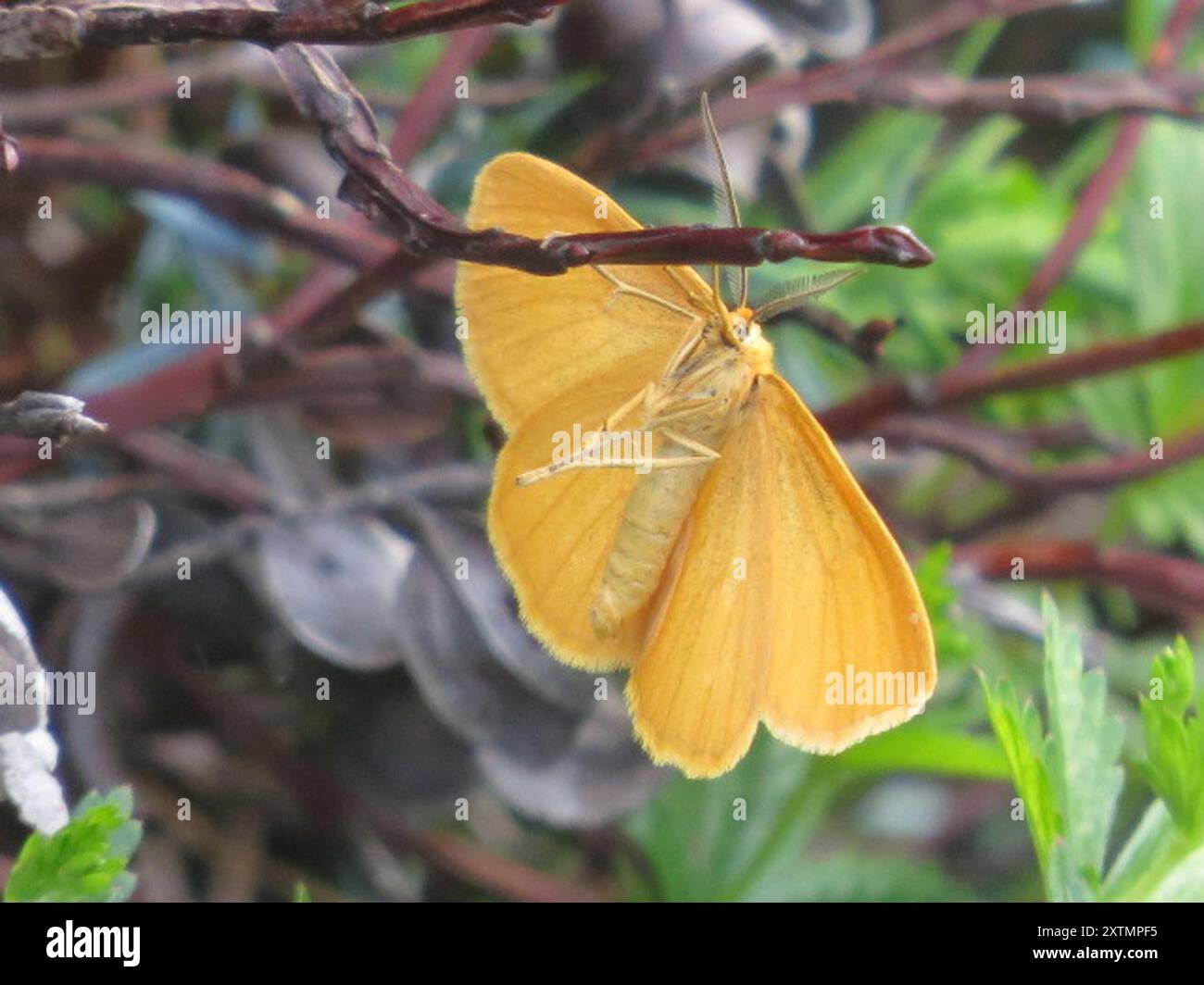 (Crocota tinctaria) Insecta Stock Photo - Alamy