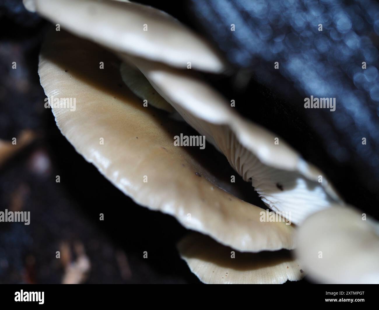 (Pleurotus purpureo-olivaceus) Fungi Stock Photo - Alamy