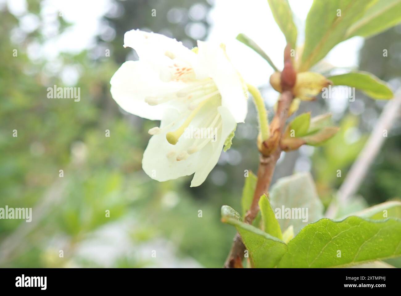 White-flowered Rhododendron (Rhododendron albiflorum) Plantae Stock ...