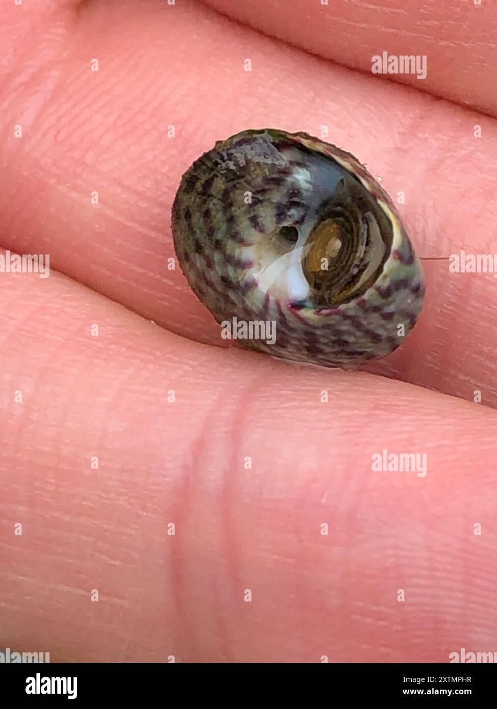 Purple Topshell (Steromphala umbilicalis) Mollusca Stock Photo - Alamy